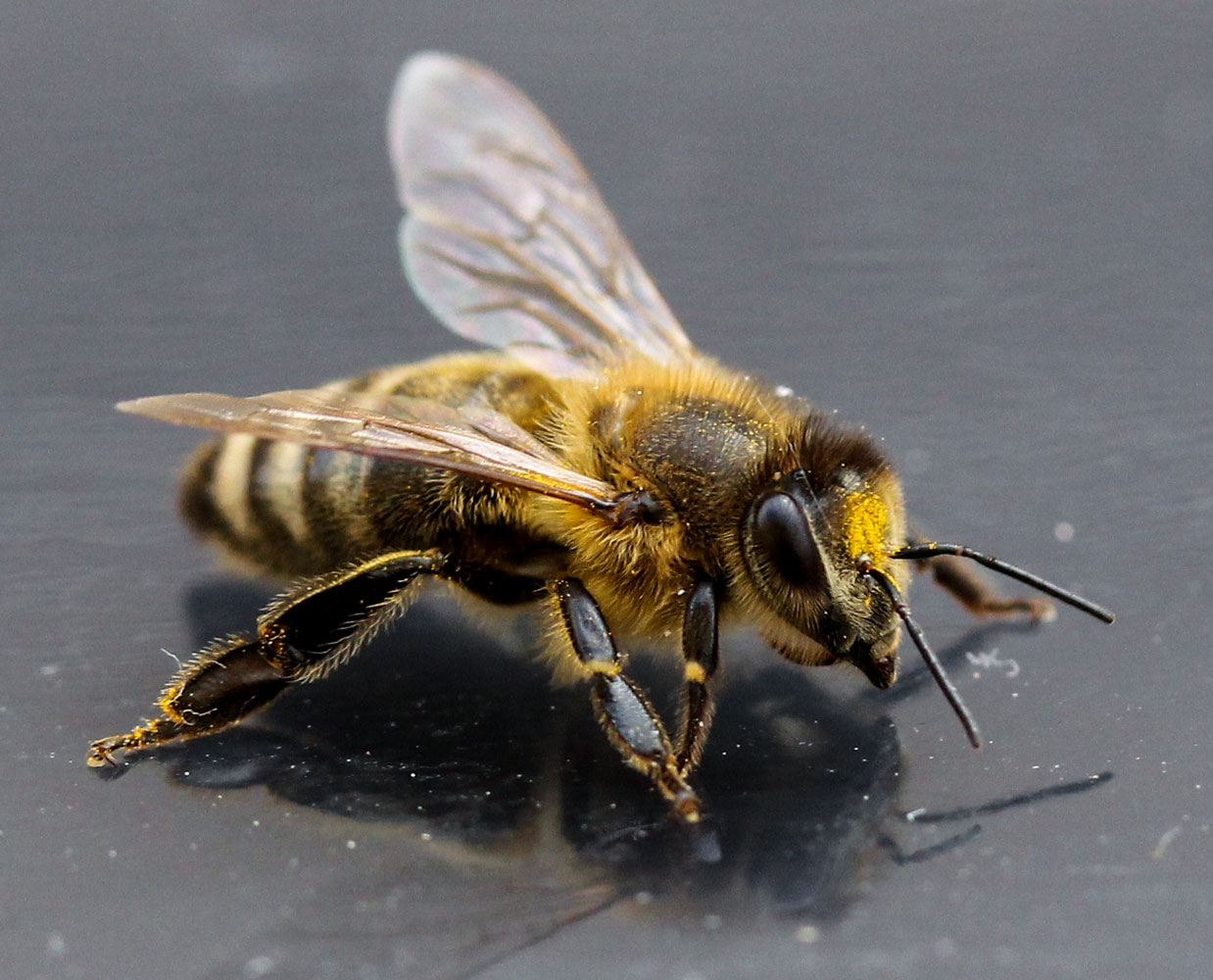 The Eight-Hour Bee – Artistcoveries