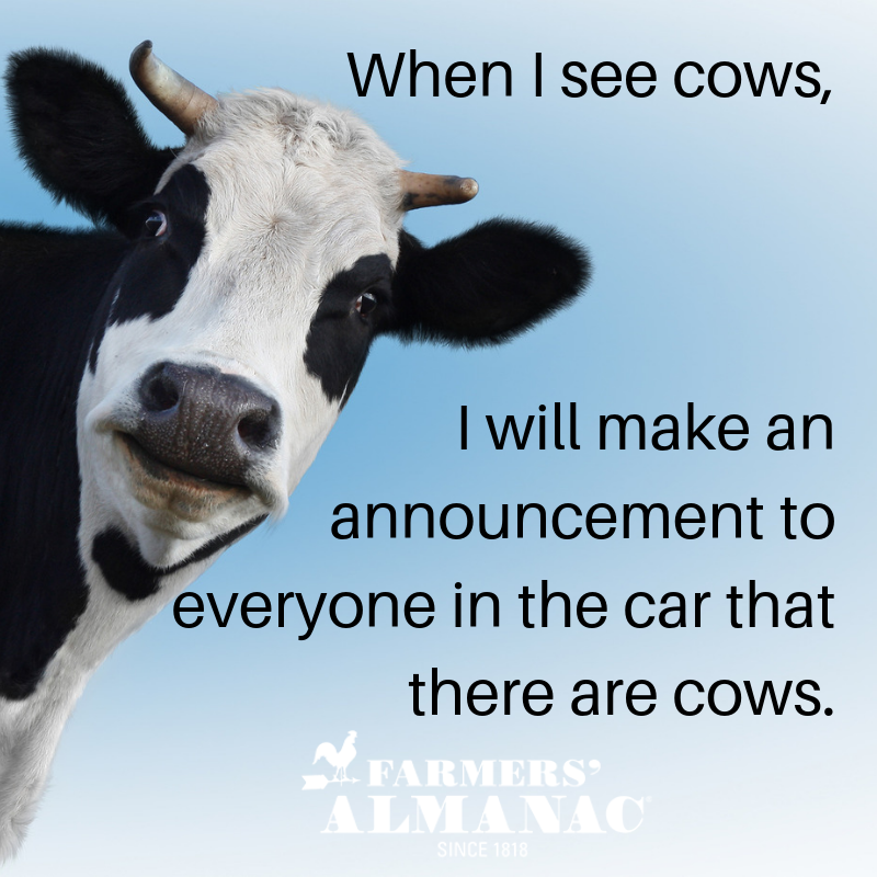 A Bunch of Cows – Artistcoveries
